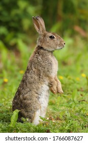 European Rabbit 2K wallpaper download