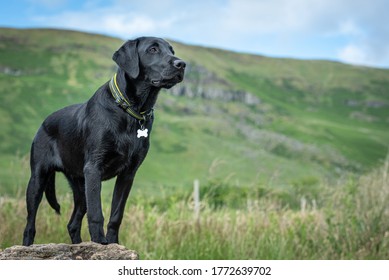 Black labrador in the field HD wallpaper download