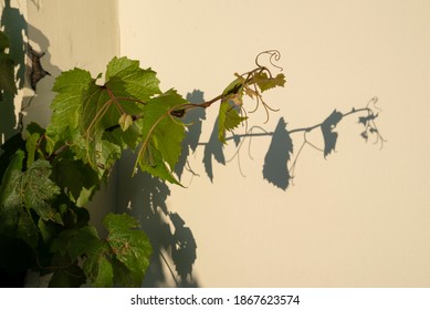 Green Vines with the Shadow 4K wallpaper download