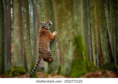 Eyes of tiger wrapped in tree 2K wallpaper download