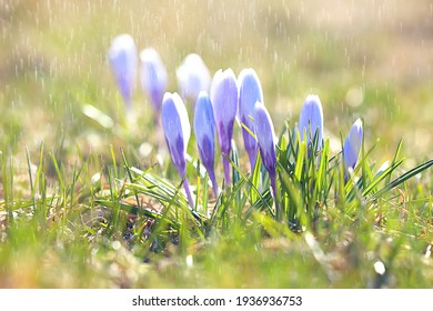 February Flowers... HD wallpaper download