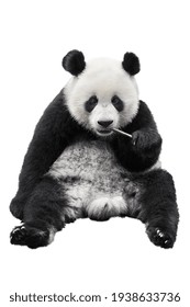 Kung Fu Panda - Po HD wallpaper download