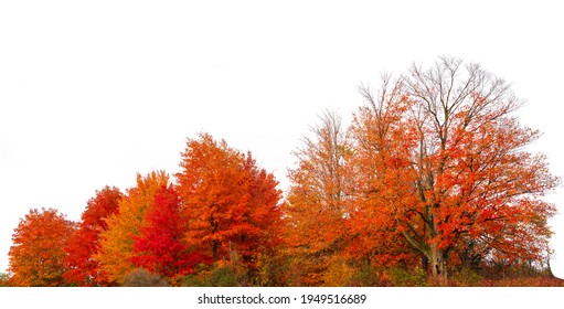 Orange Tree Fall 4K wallpaper download