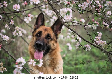 German Shepherd with flowers 2K wallpaper download