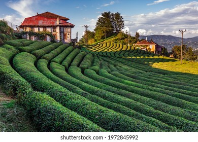 Scenic view of village Rize HD wallpaper download