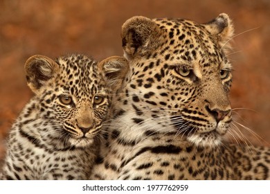 African Leopard' 2K wallpaper download