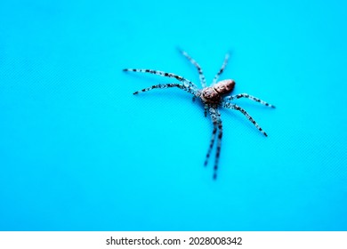 Spider Moves 4K wallpaper download