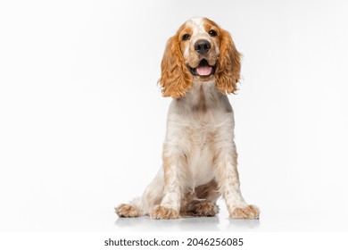 Cocker Spaniel drăguț cățeluș HD descărcare de fundal