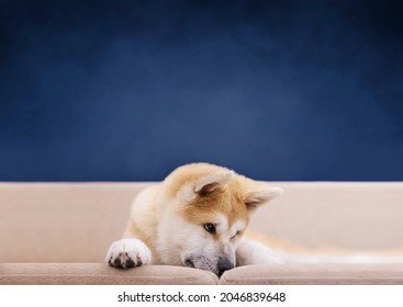 White akita looks sad 2K wallpaper download