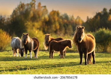 Miniature Ponies 4K wallpaper download