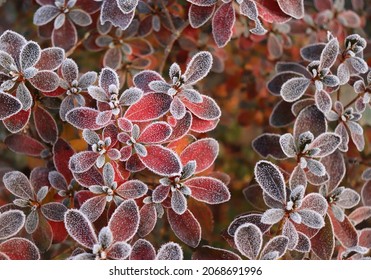 Beautiful Flower in the winter weather 4K wallpaper download