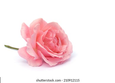 Beautiful Pink Roses 2k Wallpaper Download