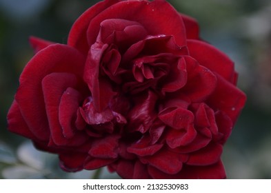 Red Nikon Camera 4K wallpaper download