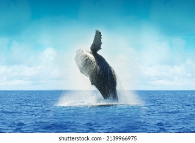 Flying Whale in Dream HD wallpaper download
