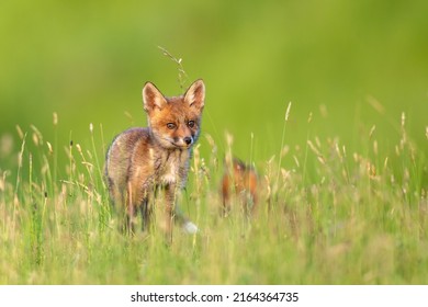 Fox Cub in Autumn HD wallpaper download
