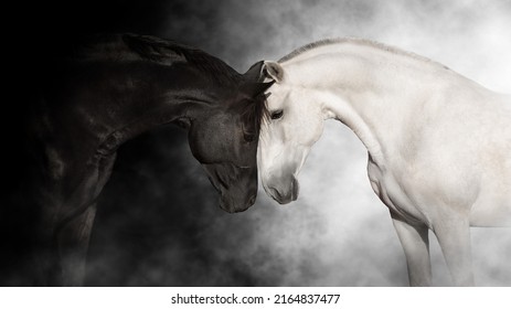 Vista in bianco e nero del cavallo bianco 2K scarica lo sfondo