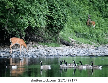 Reflection of birds, trees, deer and other animals in the water at dusk ...