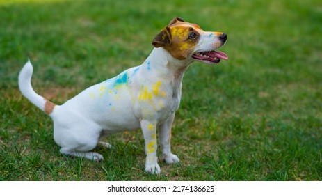 Cute dog celebrating Happy Holi festival 2K wallpaper download