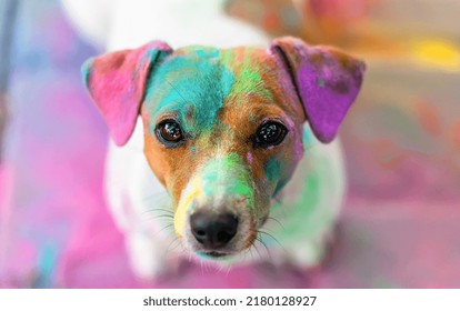 Cute dog celebrating Happy Holi festival 2K wallpaper download
