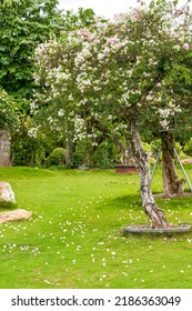 Beautiful greenery view 4K wallpaper download