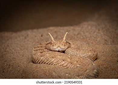 Sand Snake 4K wallpaper download