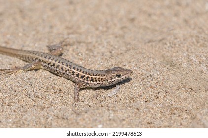 Sand Snake 4K wallpaper download