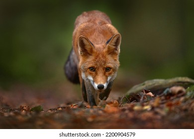 Forest Fox 4K wallpaper download