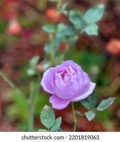 Autumn Rose HD wallpaper download