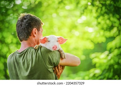 Domestic Pig 2K wallpaper download