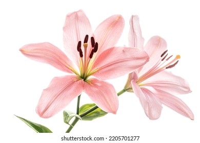 Lírio Rosa 4K baixar papel de parede