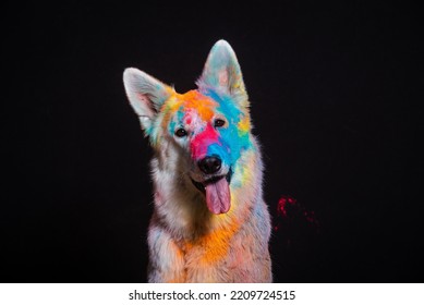 Cute dog celebrating Happy Holi festival 2K wallpaper download