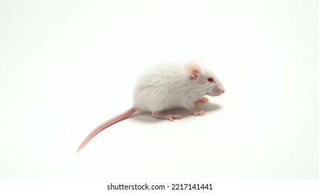 Red Eyes Mouse 2K wallpaper download