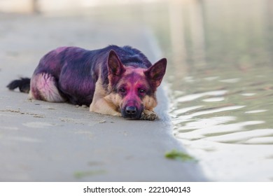 Cute dog celebrating Happy Holi festival 2K wallpaper download
