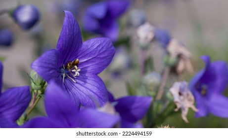 Beautiful Blue Bellflower HD wallpaper download