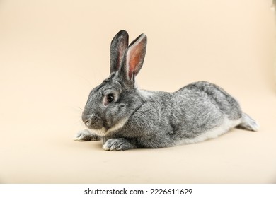 Gray Easter bunny guards the Easter eggs 2K wallpaper download