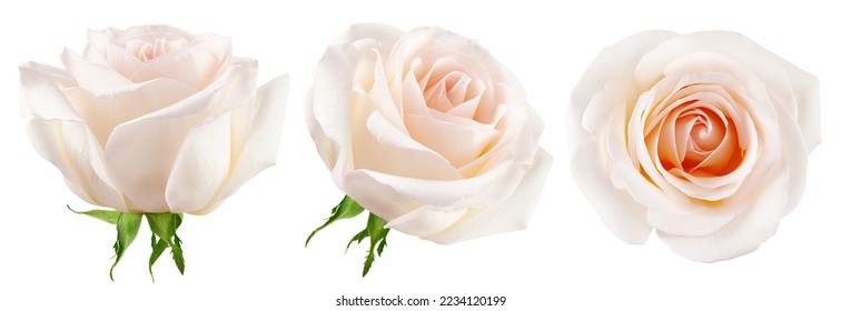 Amazing Pink Roses Flowers 2k Wallpaper Download