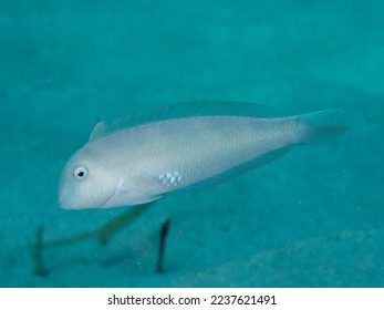 Razorfish Icon