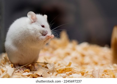 Red Eyes Mouse 2K wallpaper download