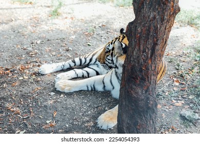 Tiger resting on tree branch 2K wallpaper download