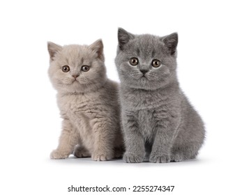 Two kittens, cute pet HD wallpaper download