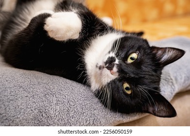 Adorable Sleepy Cat 4K wallpaper download
