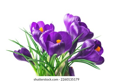 Crocus 4K wallpaper download