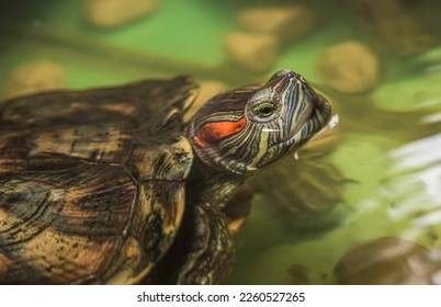Red turtle 4K wallpaper download