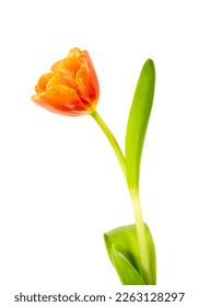 Orange tulip 4K wallpaper download