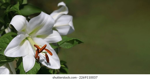 Lily Easter HD wallpaper download