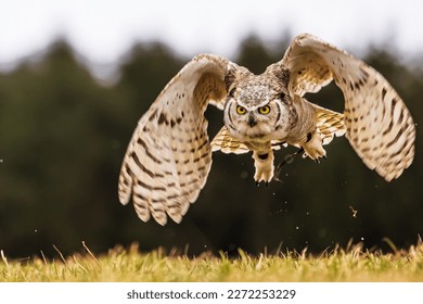 Tiger Owl 4K wallpaper download
