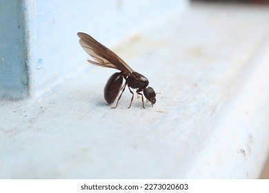 The Ant King : BERU HD wallpaper download