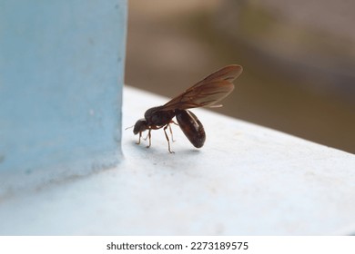 The Ant King : BERU HD wallpaper download