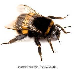 Transformers: Rise of the Beasts Bumblebee HD wallpaper download
