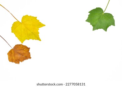 Three Leaves, Three Colors HD wallpaper download